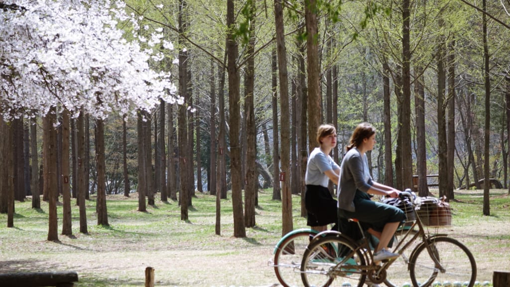 Nami Island & Garden of Morning Calm tour (2025) - VIP Travel