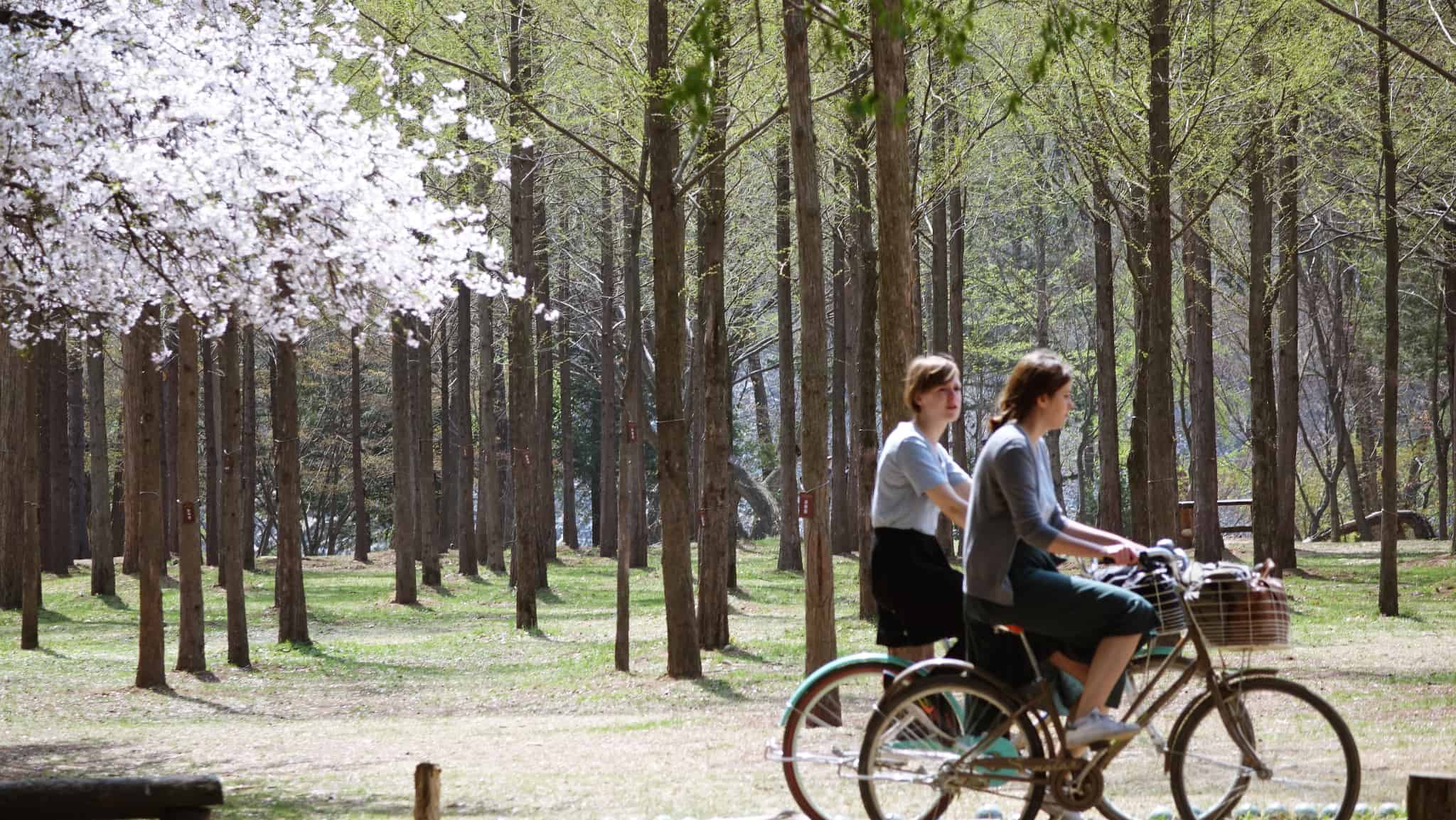 Nami Island & Garden of Morning Calm tour (2025) - VIP Travel