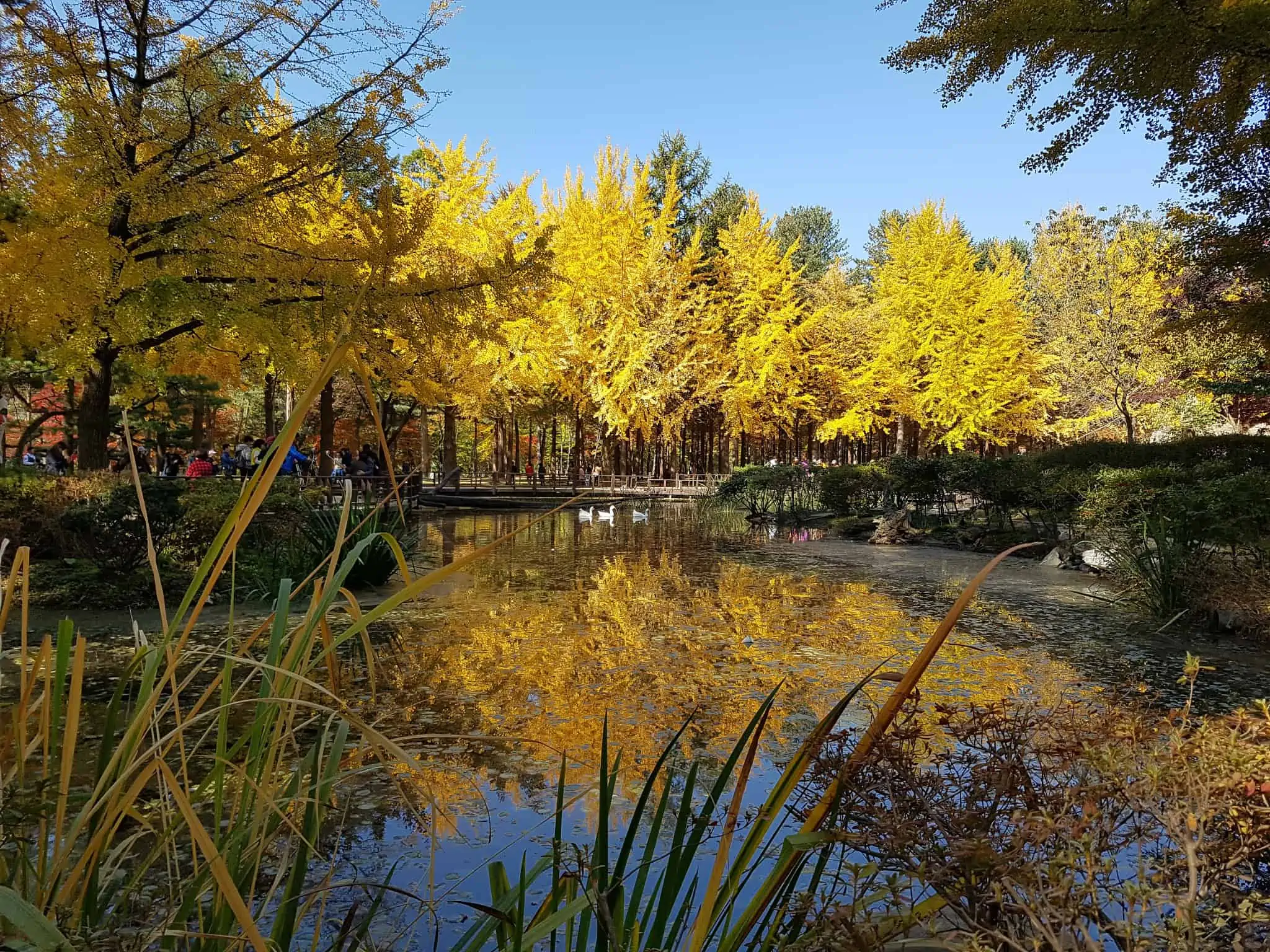 Nami Island & Garden of Morning Calm tour (2025) - VIP Travel