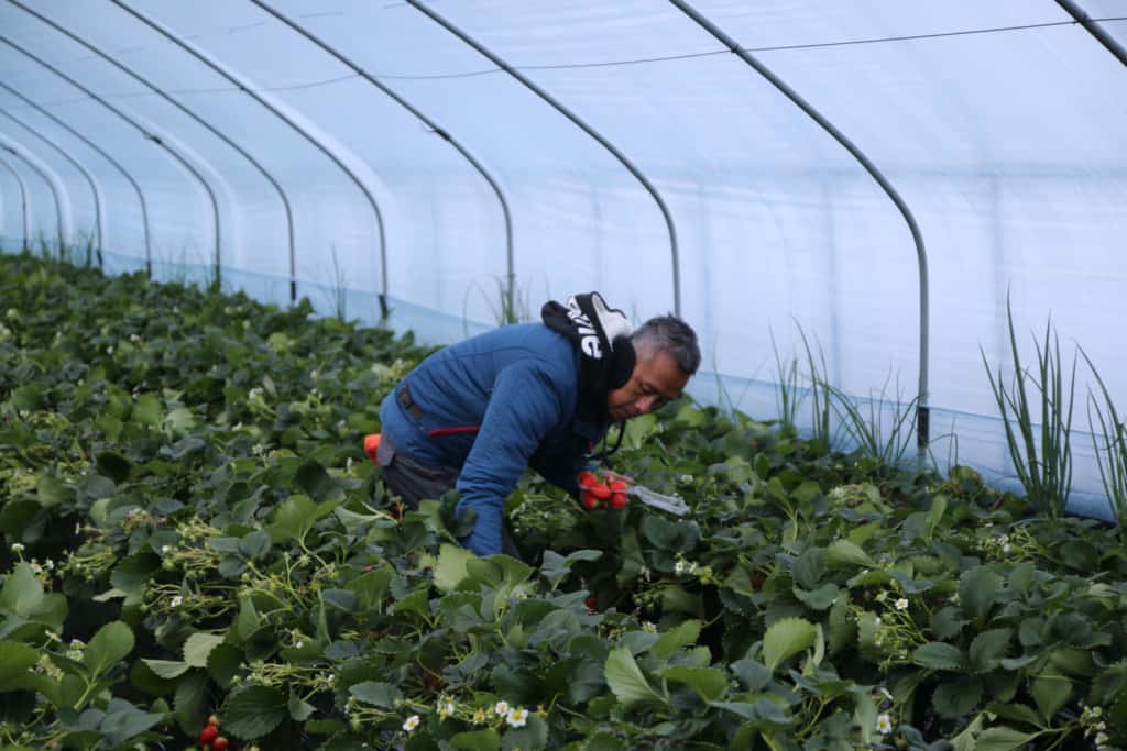 Nami Island + Strawberry Picking tour (2026) - VIP Travel