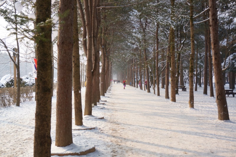 Nami Island Winter tour | 1 Day Snow Package (2025) - VIP Travel